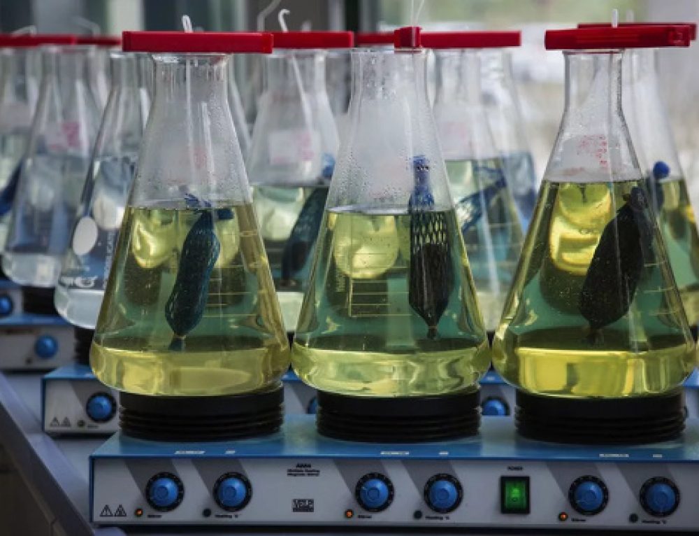 Axplora : le nouveau nom de Farmabios, Novasep et PharmaZell – Pharmélis