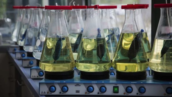 Vétalis se diversifie dans les animaux domestiques – Pharmélis